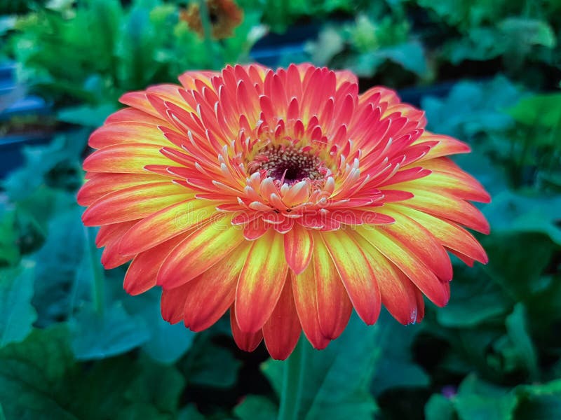 Red Gerbera Daisies stock photo. Image of macro, grow - 84498666