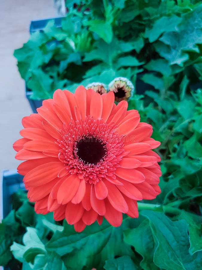 Red Gerbera Daisies stock image. Image of environment - 84498827