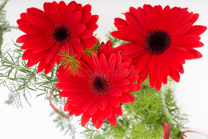 Red gerbera daisy flower stock photo. Image of life, flora - 39459058