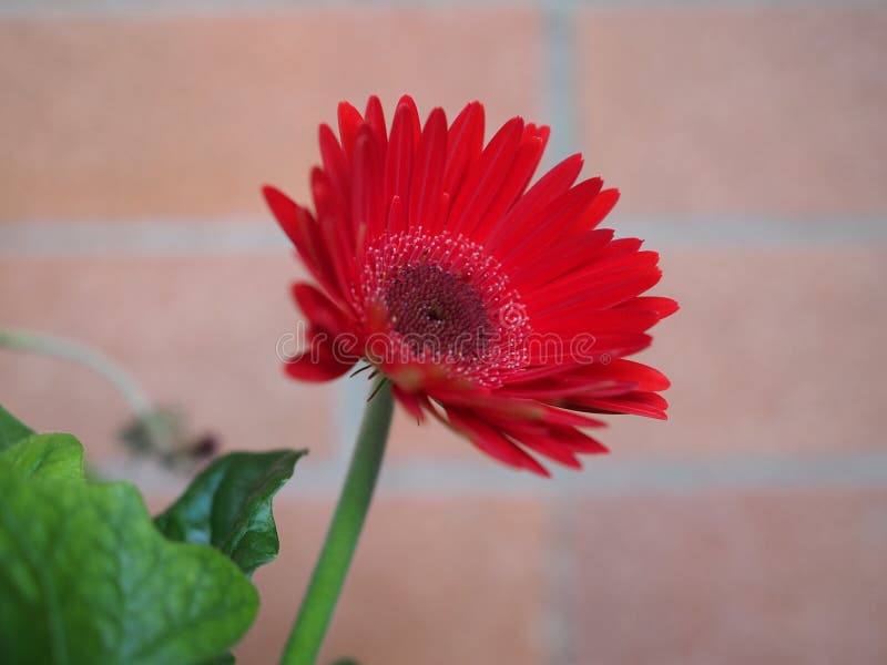 Red gerbera daisy flower stock photo. Image of plantae - 154325750