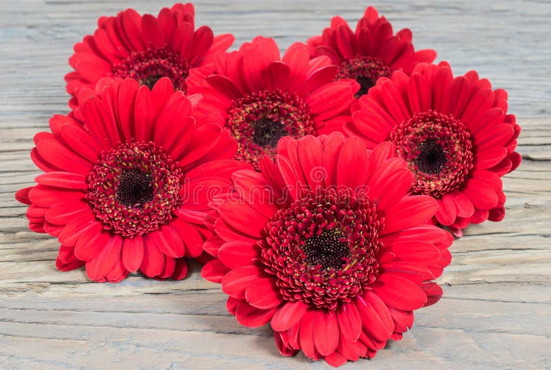 Red Gerbera Daisy Flowers Border. Stock Image - Image of frame, nature ...
