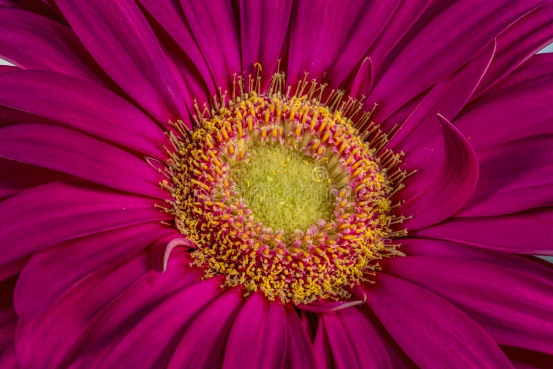 Red gerbera daisy macro stock image. Image of green - 186869259