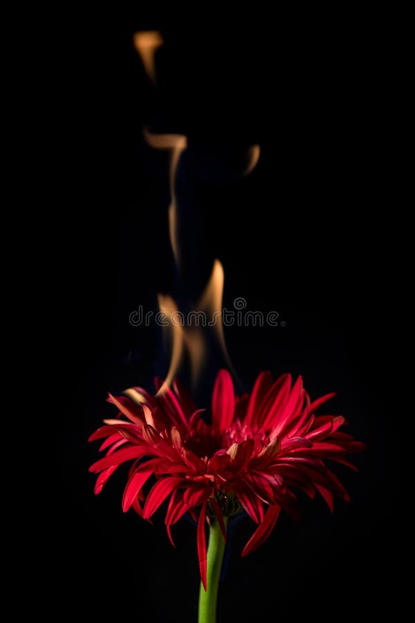 Gerbera Flame Colored Daisy Centered on Page Stock Photo - Image of ...