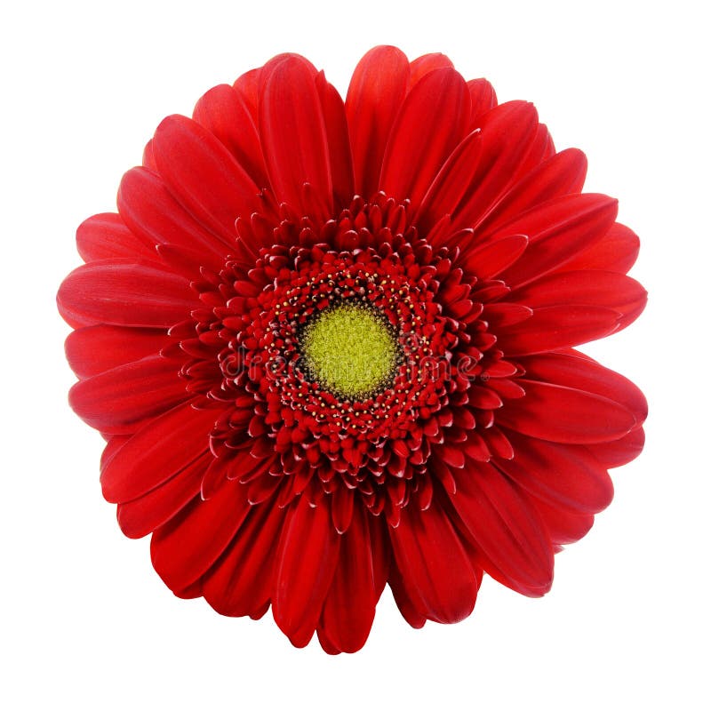 Deep Red Gerbera Flower Top View Close Up on Green Background Stock ...