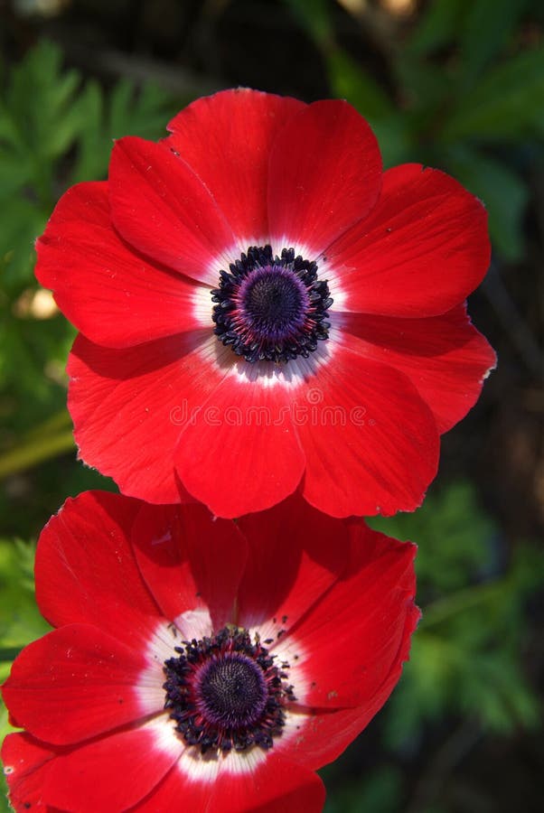 Red gerbera stock image. Image of gerbera, decorative - 80989447