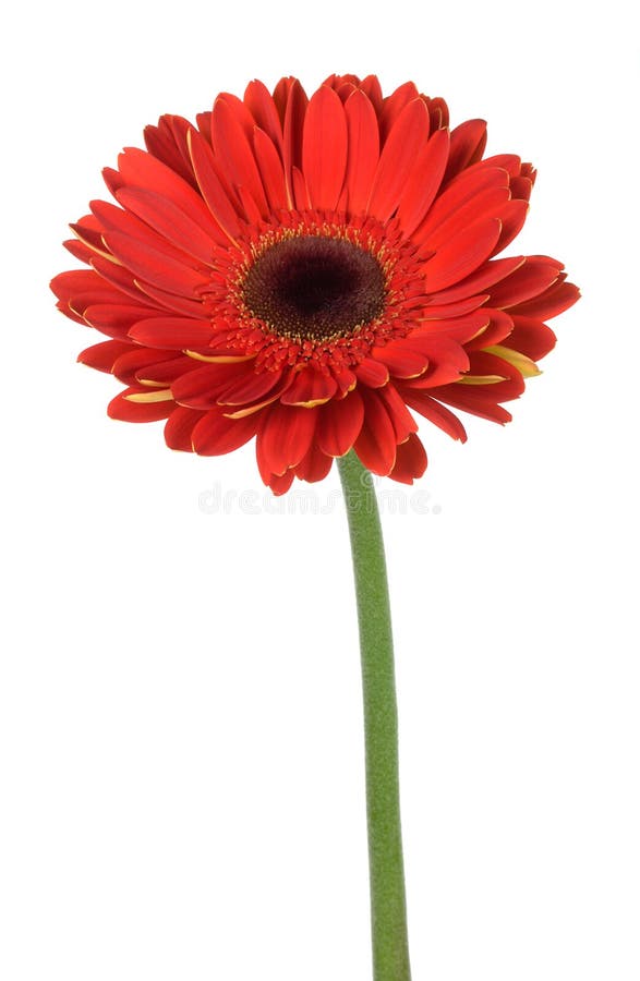 Red gerbera flower stock image. Image of stem, plant, isolated - 8692369