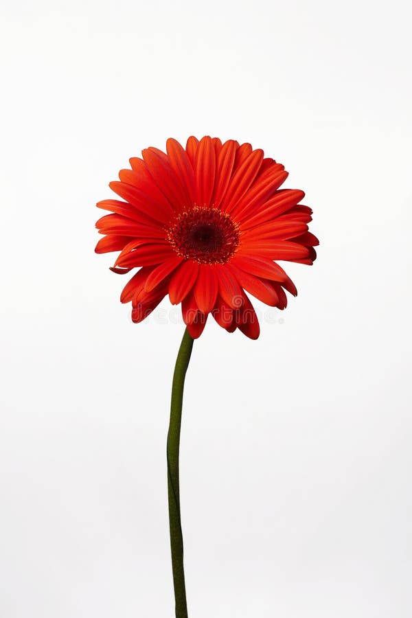Red Gerbera Flower. Beautiful Lonely Flower Still Life Stock Image ...
