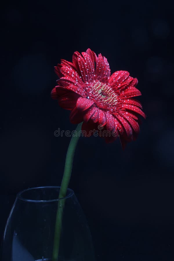 Red Gerbera Flower on Black Background Stock Photo - Image of flower ...