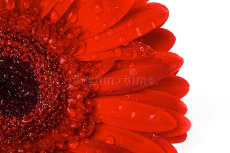 Gerber on the leaf stock image. Image of bloom, macro, leaf - 47483