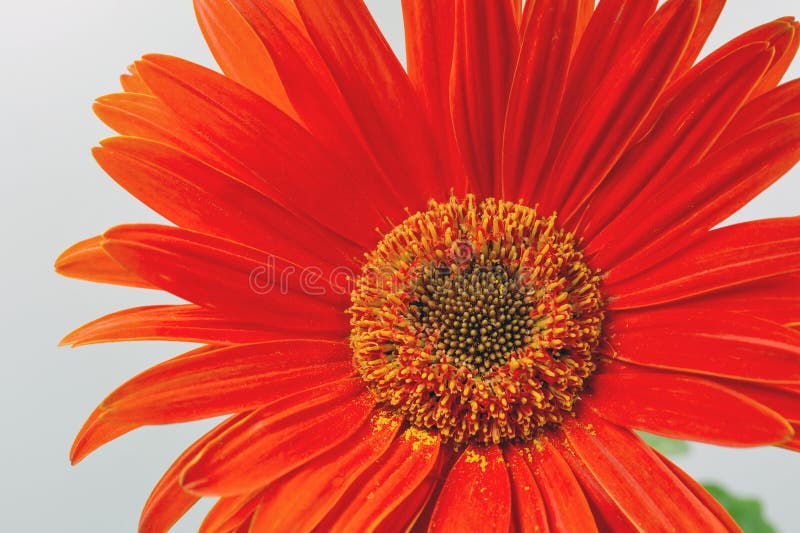 Red Gerbera Flower Closeup Against White Stock Photo - Image of gerbera ...