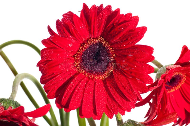 Red Gerbera Flower Front View Close Up Stock Image - Image of floral ...