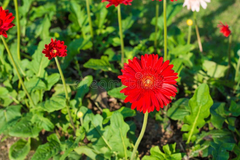 Red Gerbera Flower on Green Stock Photo - Image of close, concept: 84675632
