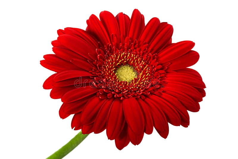 Red gerbera flower head stock photo. Image of herbera - 209070994