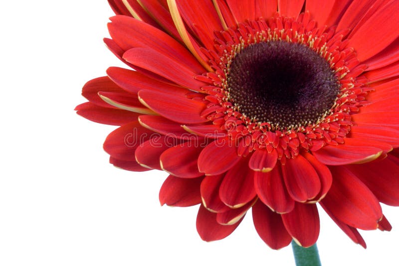 Red Gerbera Flower Isolated Stock Image - Image of flower, daisy: 8844439
