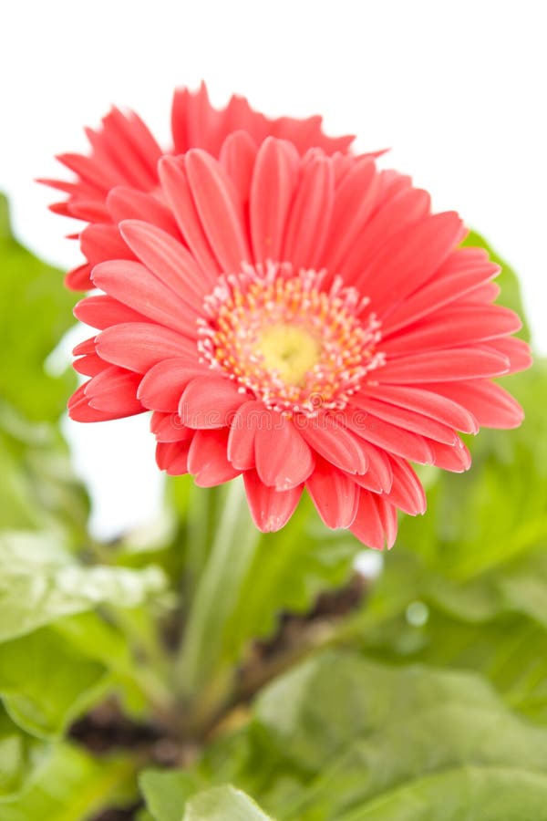 Red gerbera flower stock image. Image of fresh, daisy - 39520673