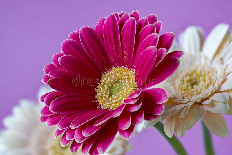 A Red Gerbera Flower, Partly Blurred Stock Photo - Image of cultivar ...