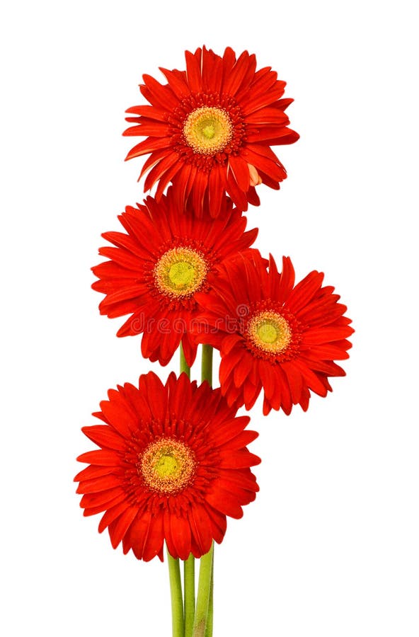 Red Gerbera flower stock photo. Image of autumn, white - 111378152