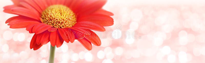 Gerber Daisy Facebook Cover Photos