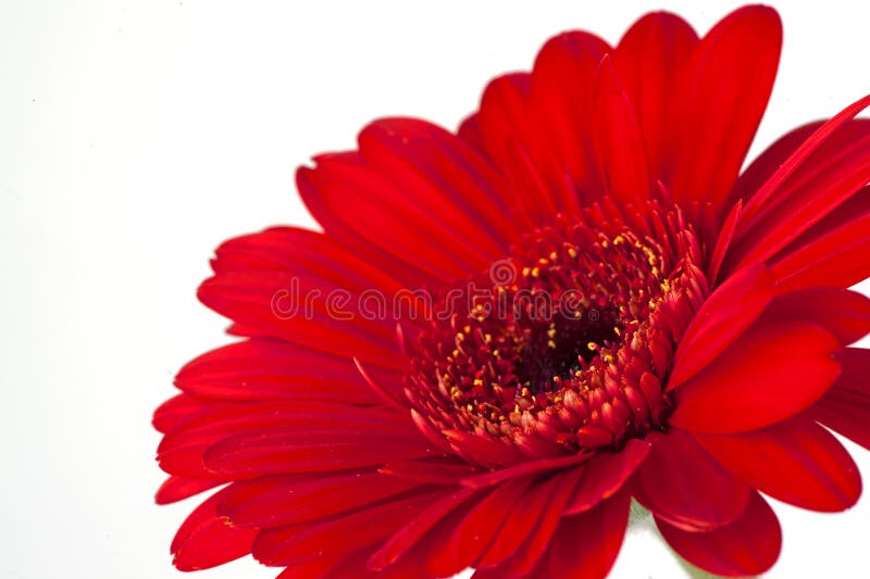 Red gerbera flower stock photo. Image of gerbera, close - 364629742