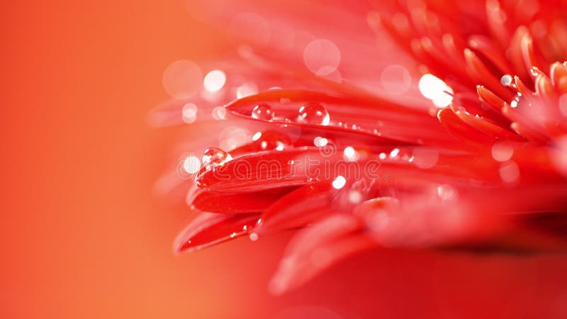 Red Gerbera Flower with a Small Drop of Water Stock Image - Image of ...