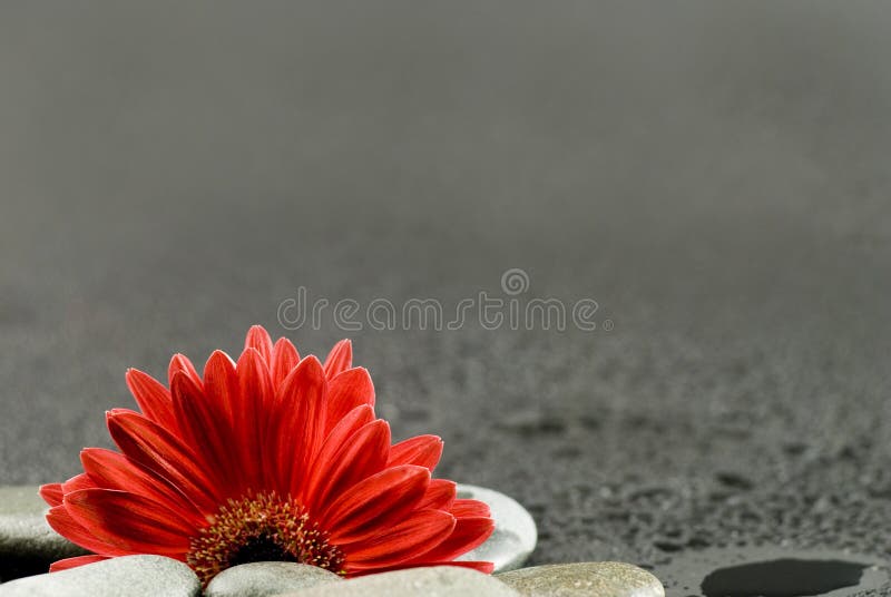 Red Gerbera Flower Still Life Stock Image - Image of water ...