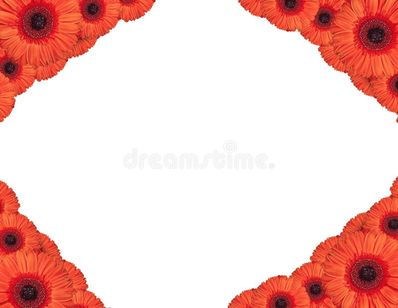 Red Gerbera Flowers Create a Frame on White Background Stock Photo ...