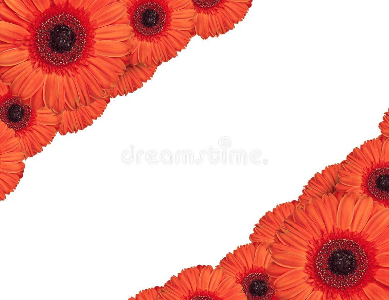 Red Gerbera Flowers Create a Frame on White Background Stock Image ...