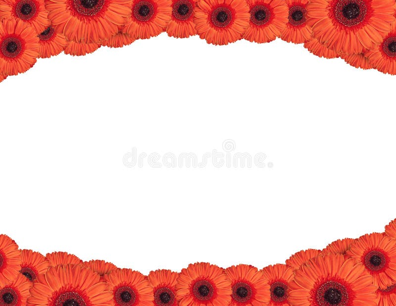 Red Gerbera Flowers Create a Frame on White Background Stock Photo ...