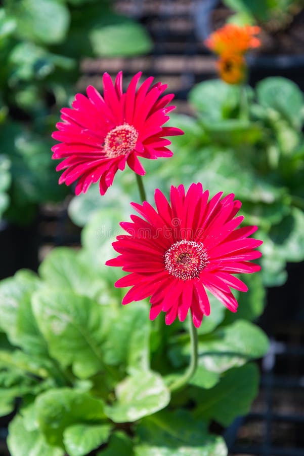 Red gerbera flowers stock photo. Image of flora, bright - 41211542