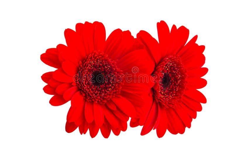 Red gerbera isolated stock image. Image of growth, background - 267828989