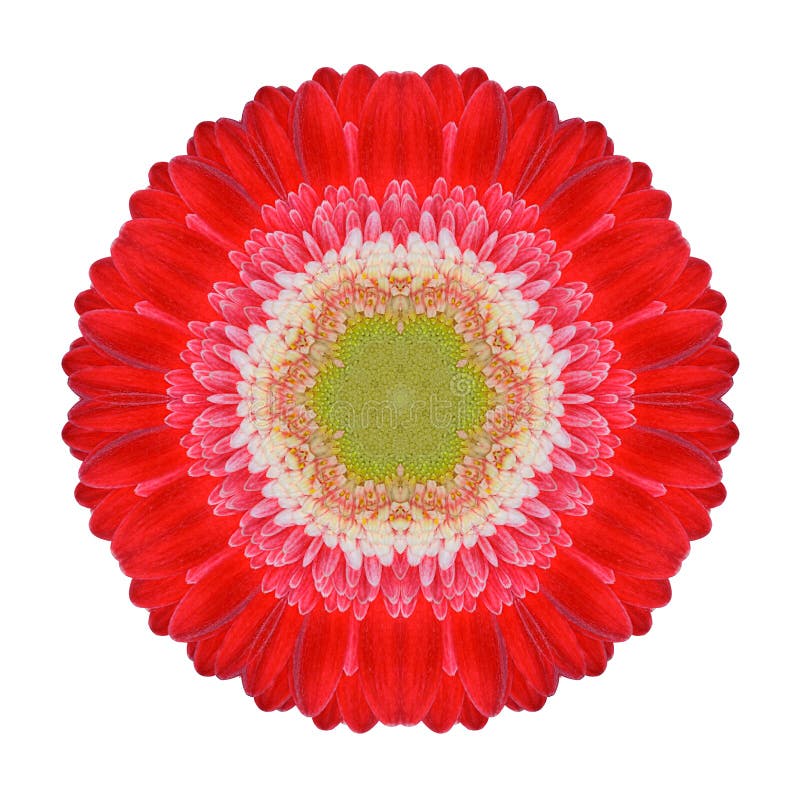 Red Rose Mandala Flower Kaleidoscopic Isolated on White Stock Image ...