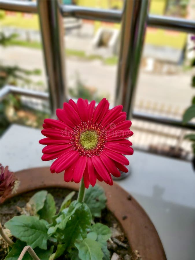 Red gerbera picture stock photo. Image of gerbera, nice - 176011556