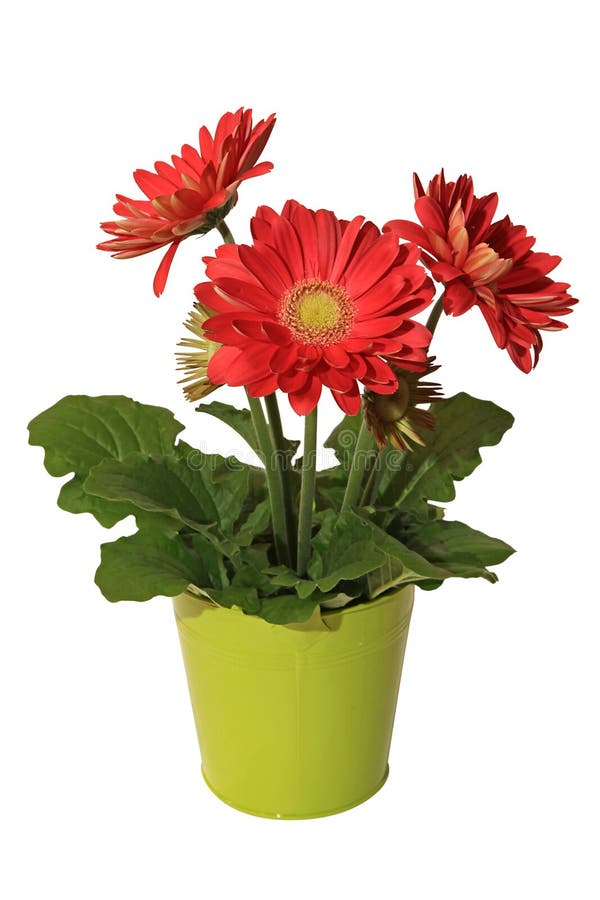 Red gerbera in pot stock photo. Image of clipping, pink - 266732408