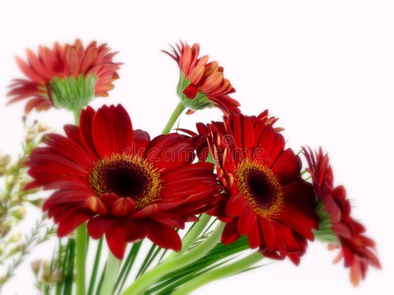 Red gerbera stock photo. Image of gerbera, nature, bouquet - 36479636