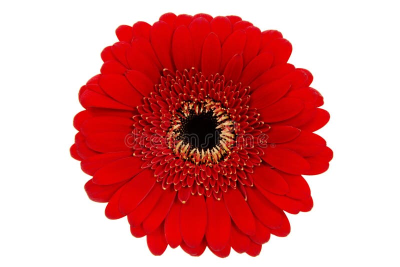 Deep Red Gerbera Flower Top View Close Up on Green Background Stock ...