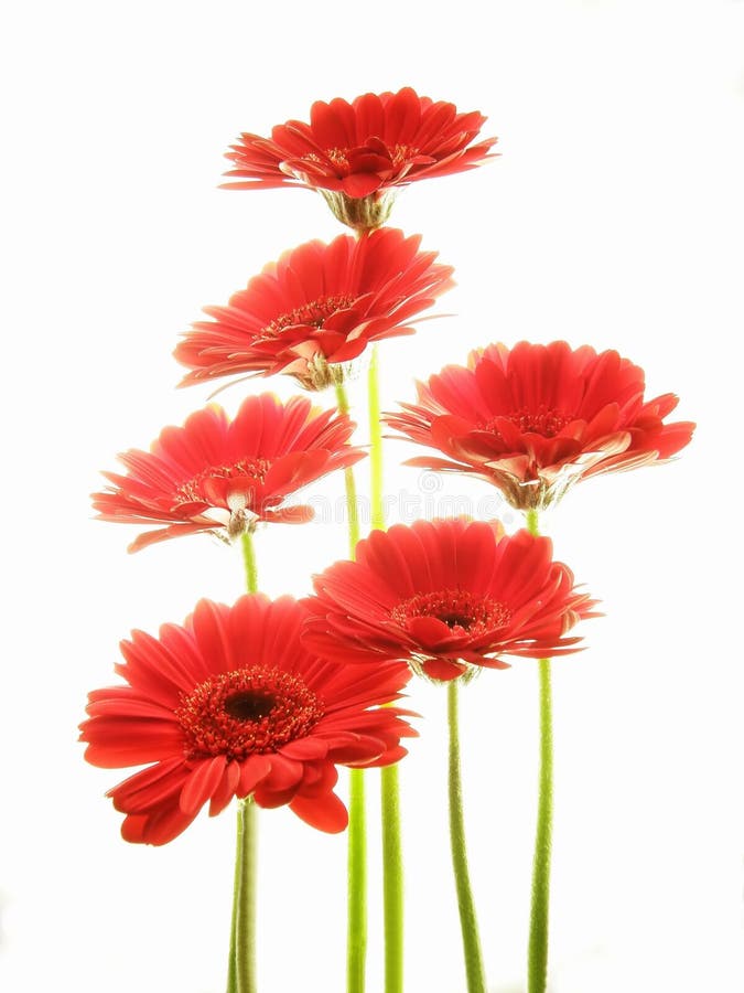 Red gerberas stock image. Image of outdoor, natural, petal - 3605831