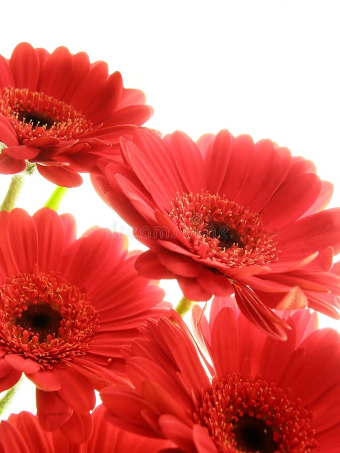 Red gerberas stock photo. Image of blossom, close, flower - 3605858