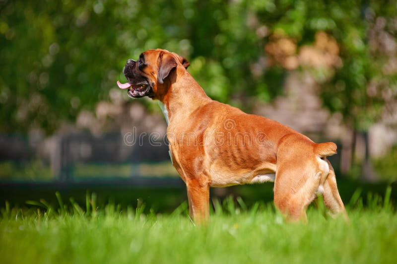 Red german boxer dog stock image. Image of outdoors, mammal - 32312147