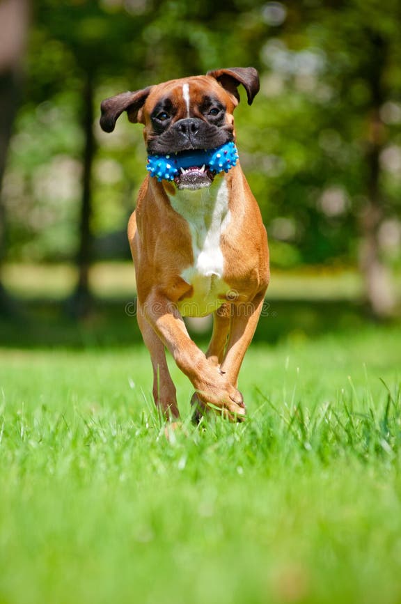 Red german boxer dog stock image. Image of bright, active - 32312225