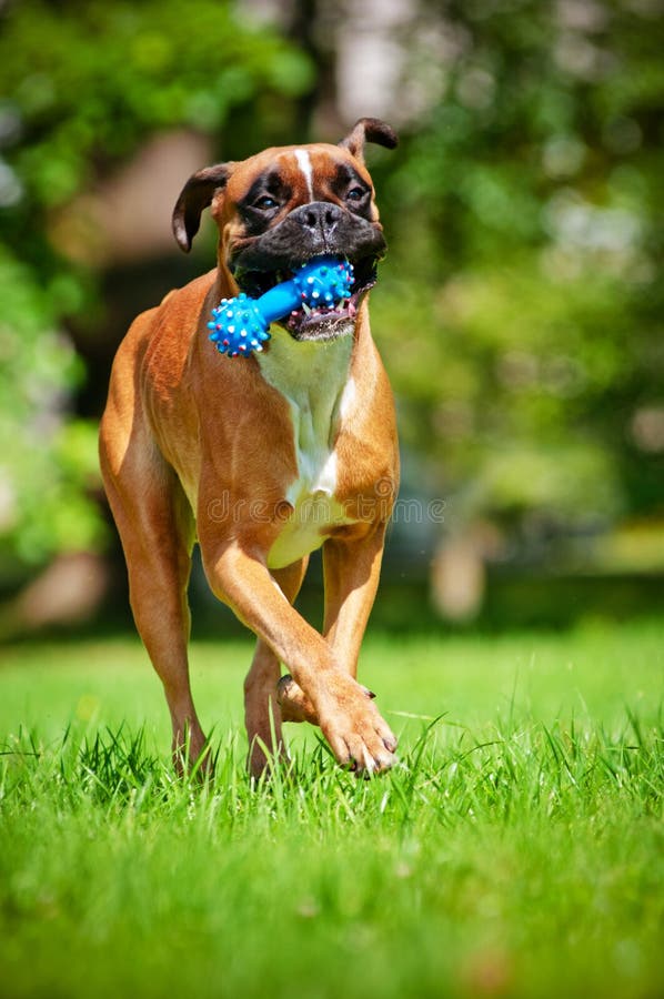 Red german boxer dog stock photo. Image of playful, large - 32312244