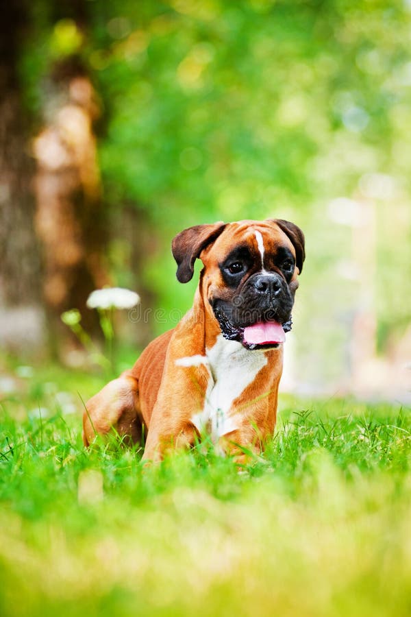 Smiling Boxer Dog stock image. Image of golden, breed - 8258587