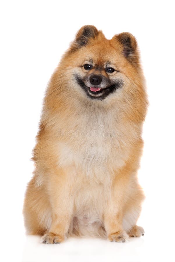 862 Red German Spitz Dog Stock Photos - Free & Royalty-Free Stock ...