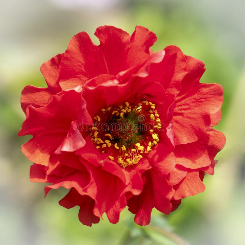 Red Geum on Diffused Background Stock Photo - Image of photographs ...