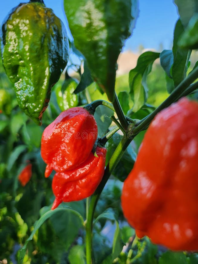 Red ghost chili pepper stock image. Image of chili, ghost - 295235489