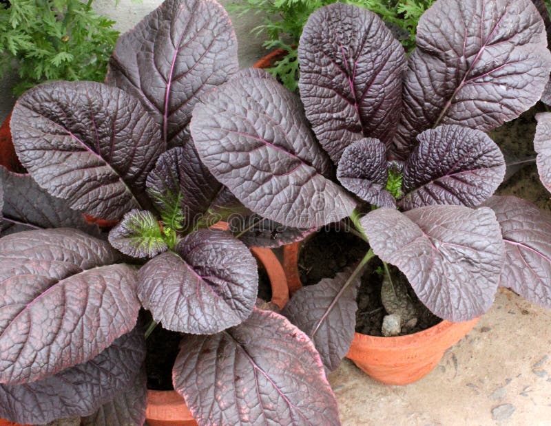 Giant Red Mustard Stock Photos - Free & Royalty-Free Stock Photos from ...