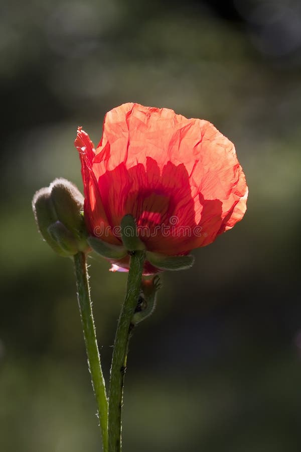 Giant poppy stock image. Image of flowering, giant, poppy - 29768463