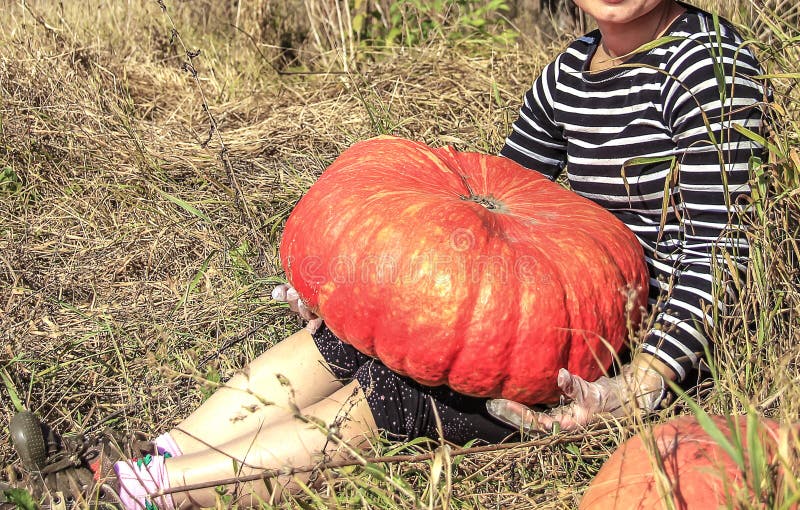 Red giant pumpkin stock image. Image of fair, harvest - 64683539