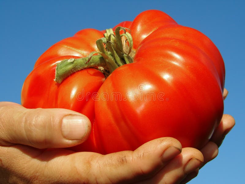 Red giant tomato stock image. Image of diet, food, gardener - 28784417