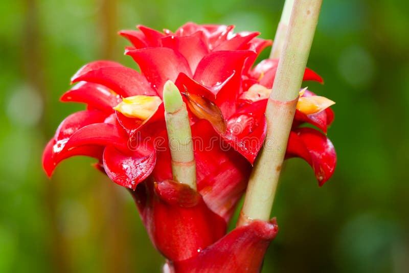 Red ginger stock photo. Image of foliage, passion, love - 23889286