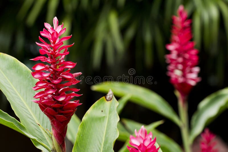 Red Ginger stock photo. Image of flower, garden, nature - 25077376